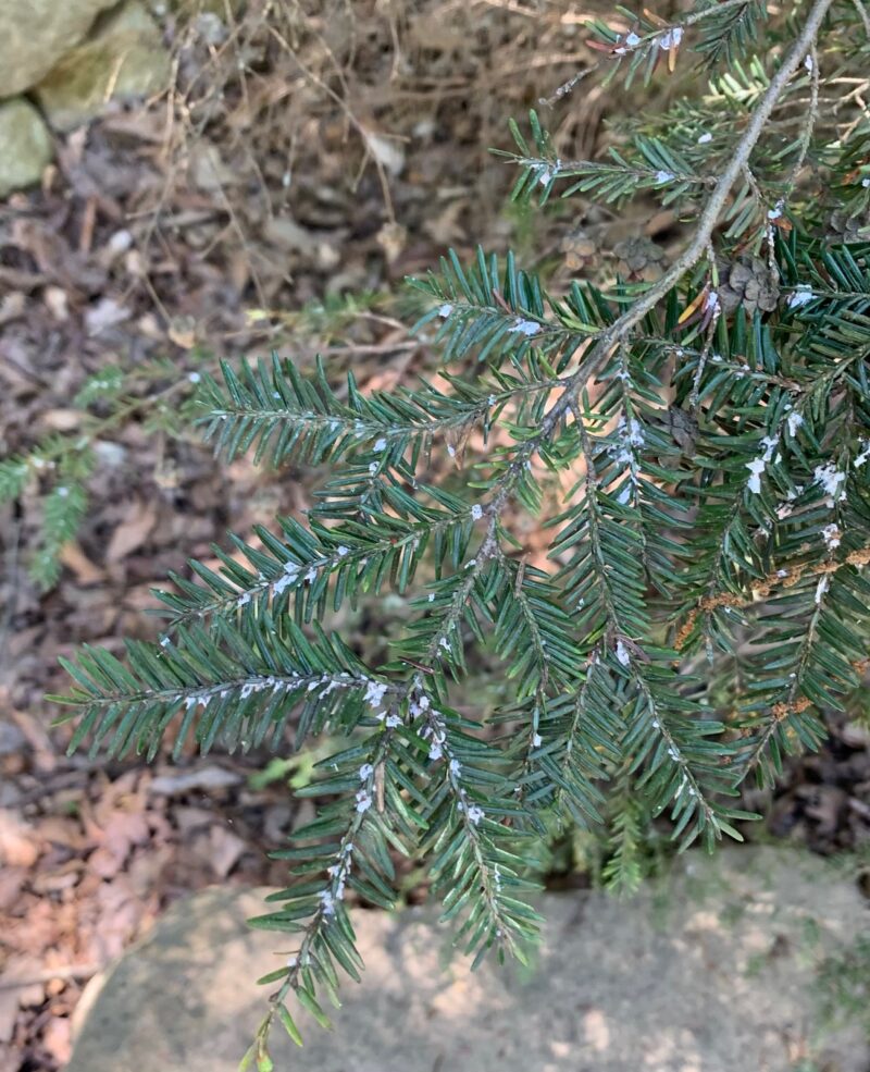 Hemlock Woolly Adelgid; a Deadly Pest for Hemlocks - Consultree