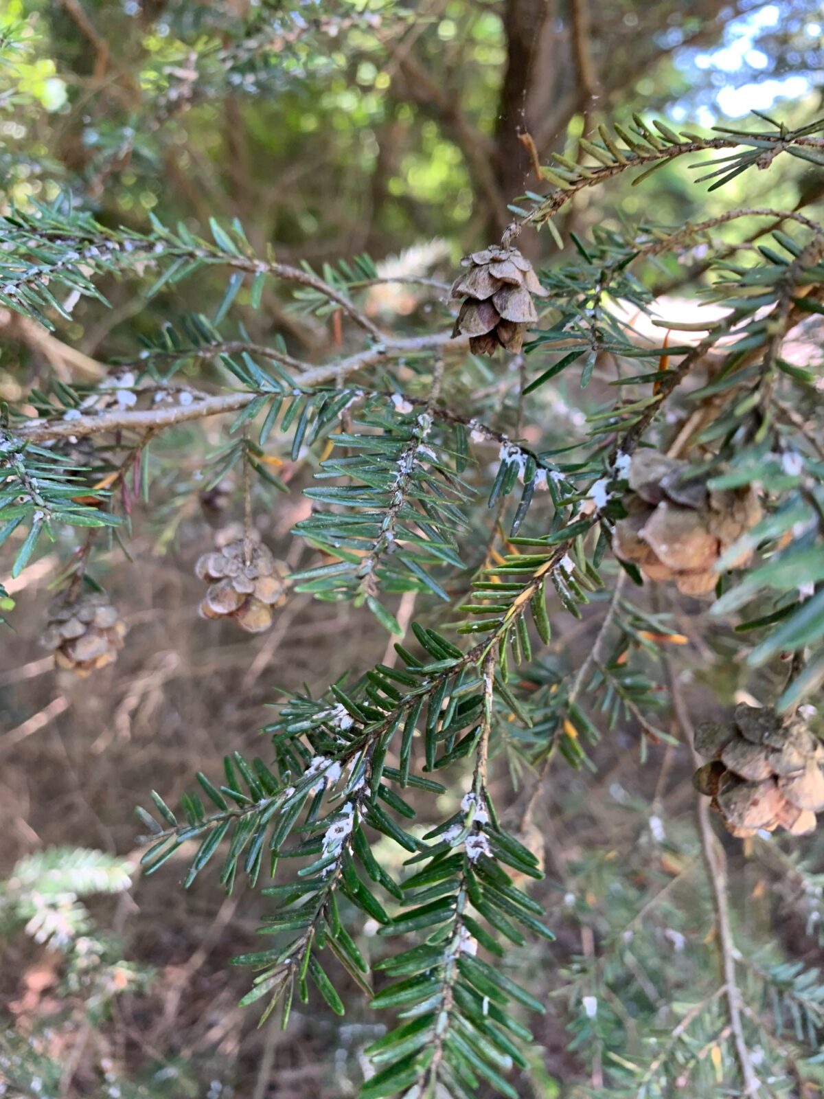Hemlock Woolly Adelgid; a Deadly Pest for Hemlocks - Consultree