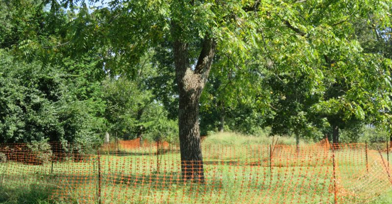 Tree Preservation Consultree